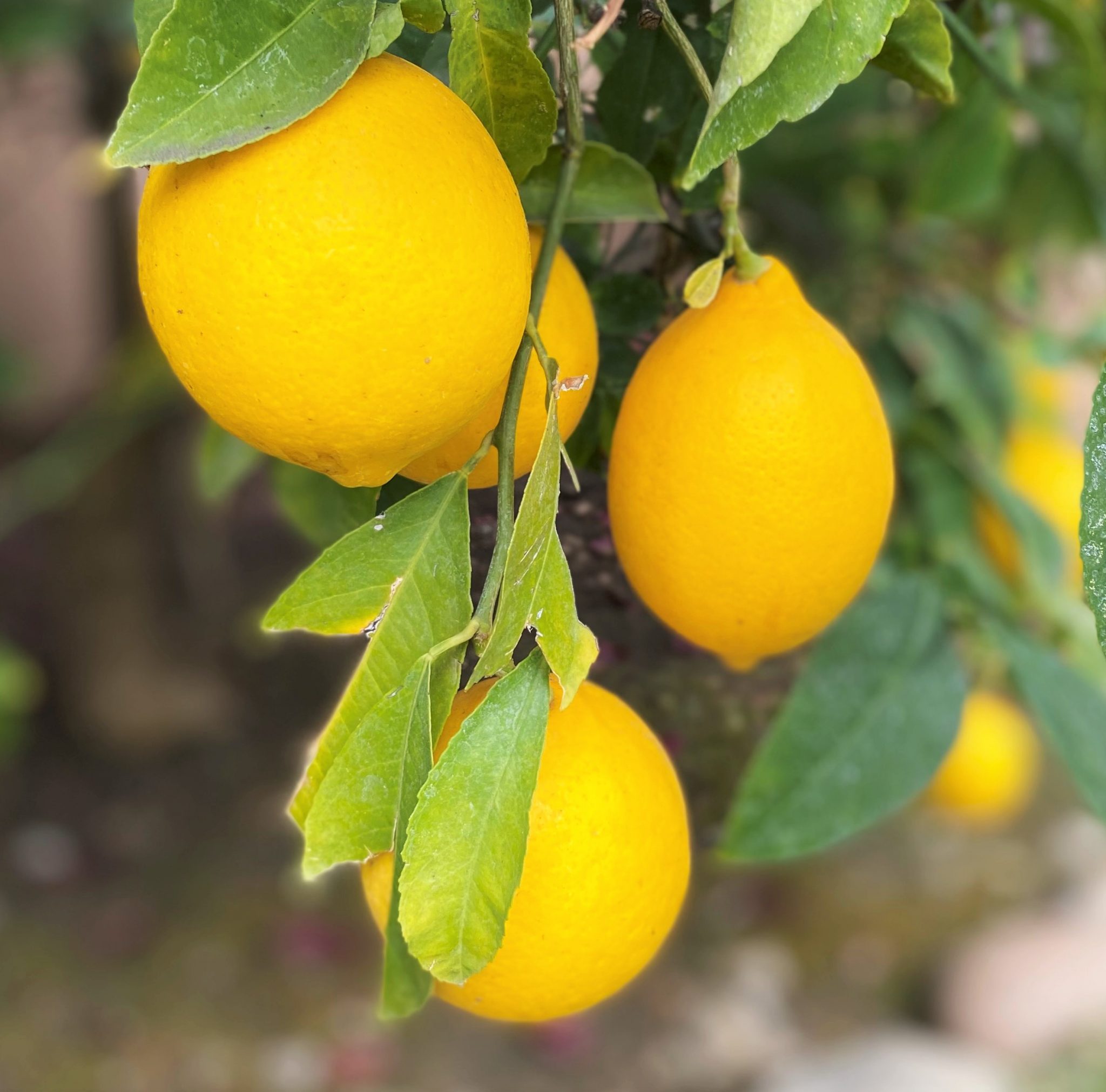 Lemon Drop Martini Recipe - The Art of Food and Wine