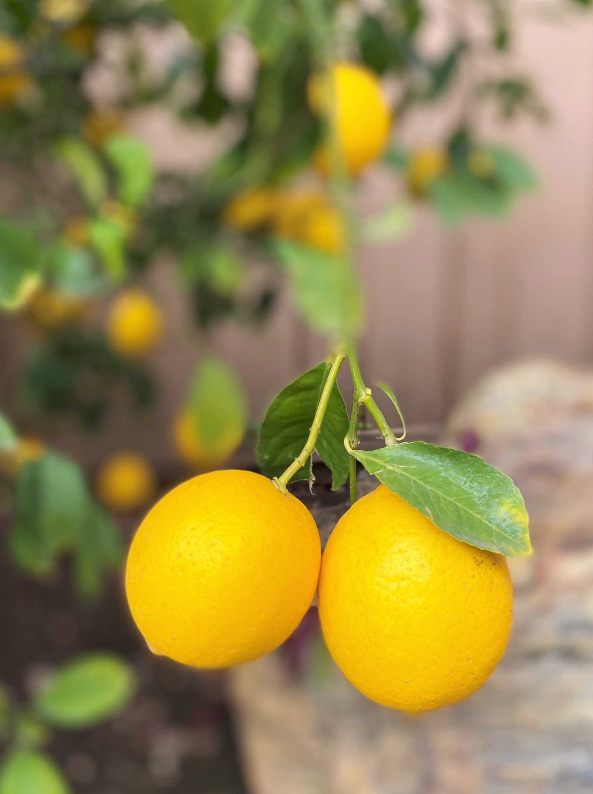 Lemon Drop Martini - The Art of Food and Wine